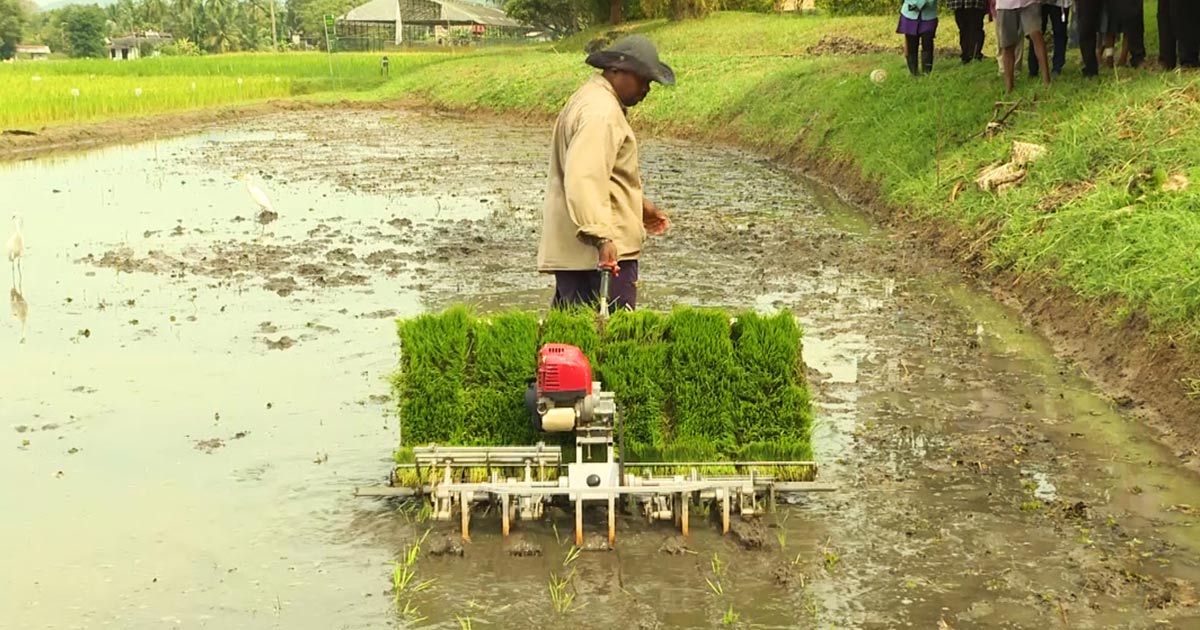DIMO unveils Pela Batta, the first and only paddy transplanting machine ...