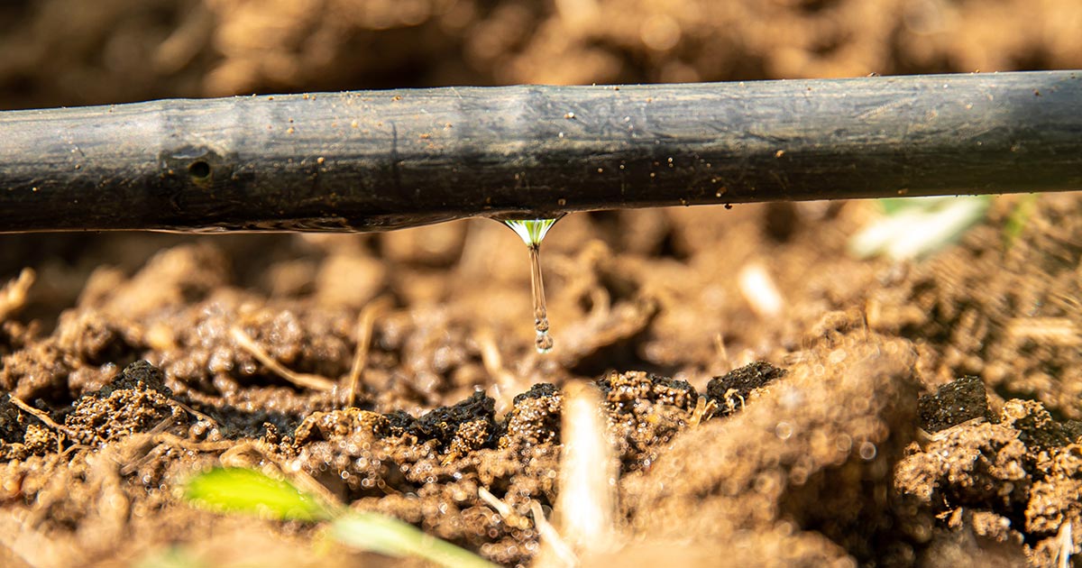 DIMO Agribusinesses to Enhance Local Agriculture Industry with SMART ...