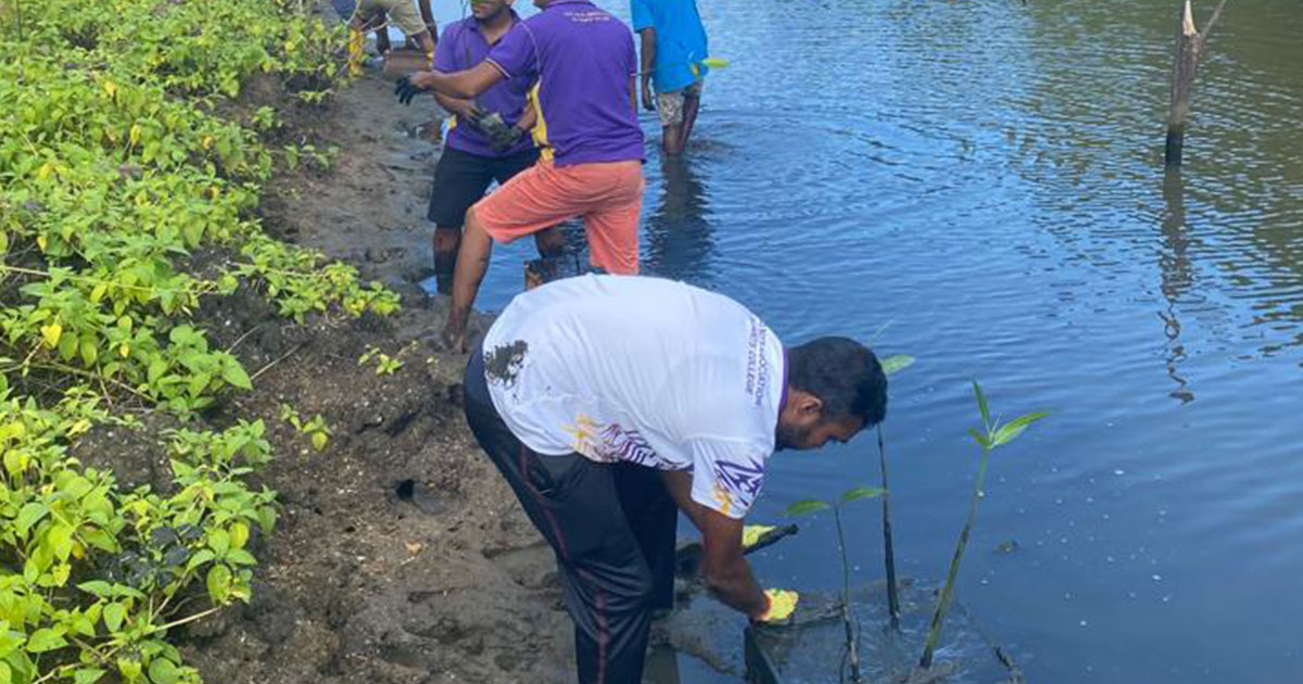 Mangrove Restoration Projects | Sustainability | DIMO Lanka